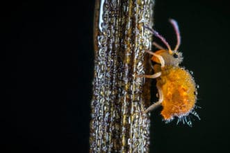 When Lice Comes to Church