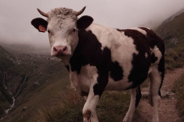 10 Ways to Deal With Sacred Cows in Your Church