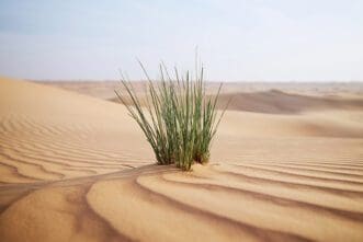 6 Ways To Find Green Grass in the Desert