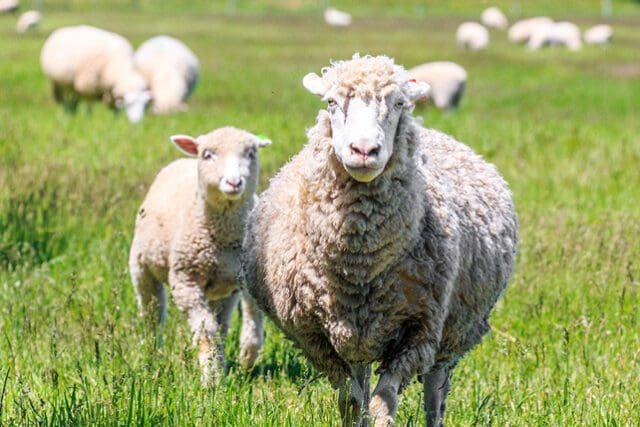 6 Types of People Today’s Church Leaders Have to Try to Shepherd in a ...