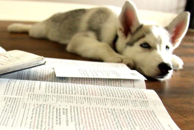 What the Bible Says About Dogs - Insights and Interpretations