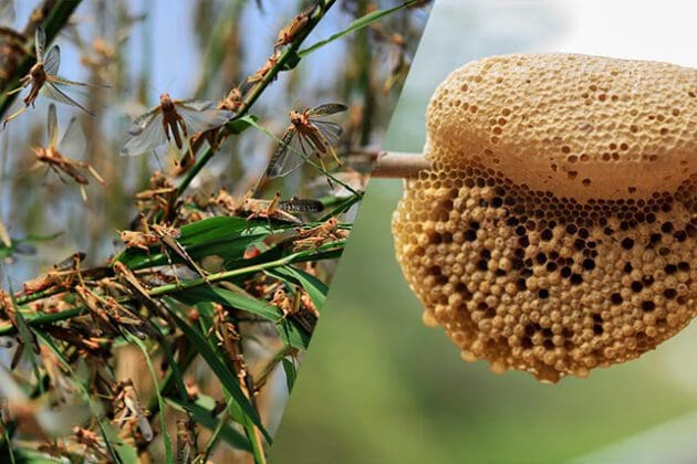 Locusts and Wild Honey: A Dive into Biblical Sustenance and Symbolism